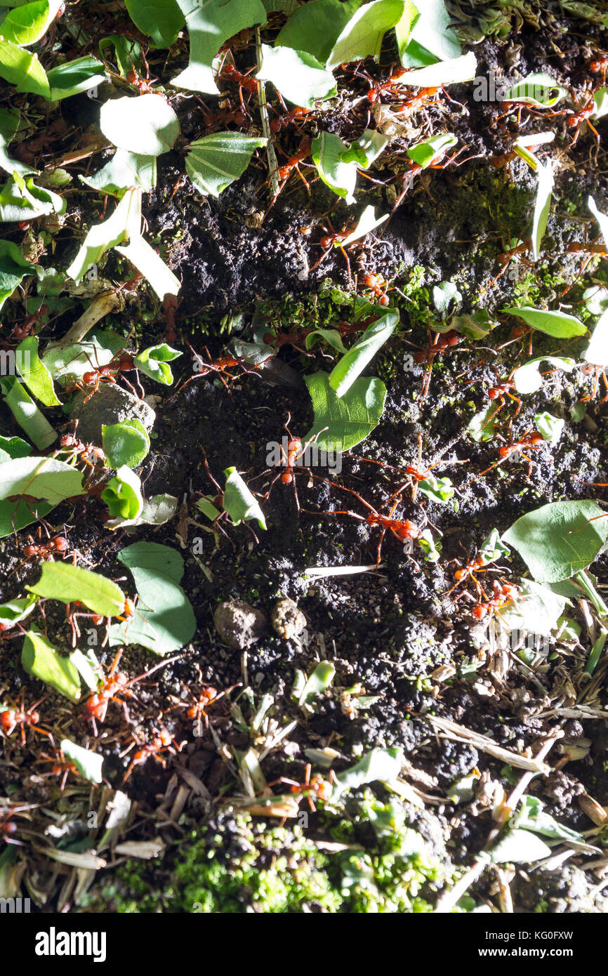 amazing workers these leaf cutter ants working together walking on the ...
