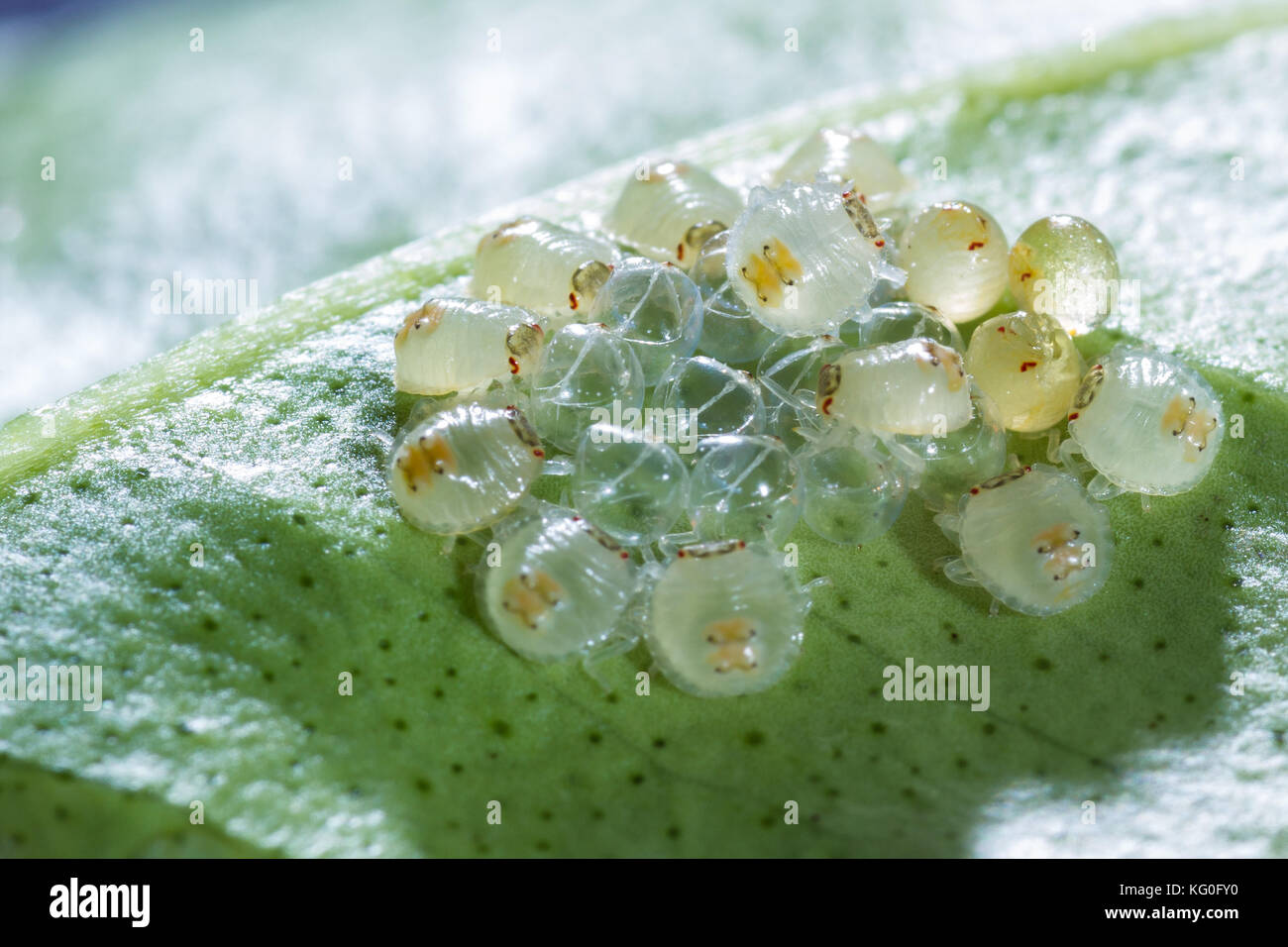 Red mite larvae hi-res stock photography and images - Alamy