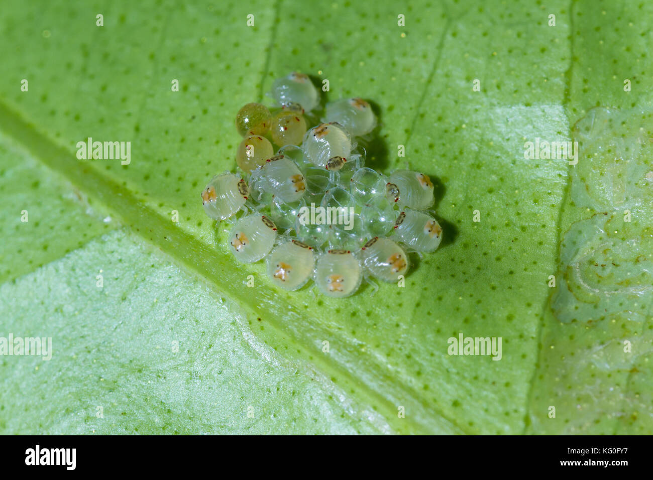 Red mite larvae hi-res stock photography and images - Alamy