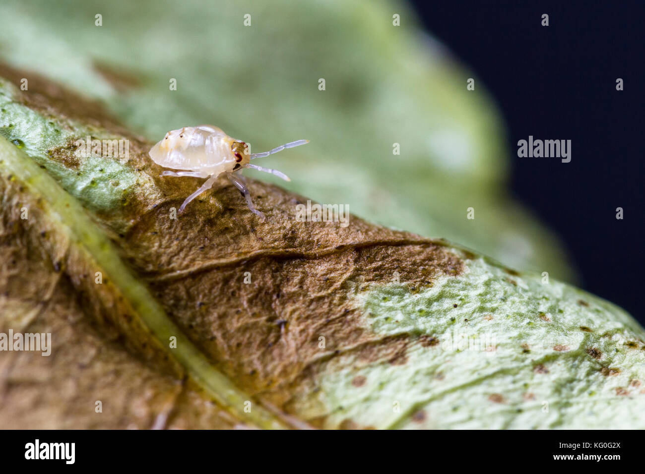 Tetranychidae hi-res stock photography and images - Alamy