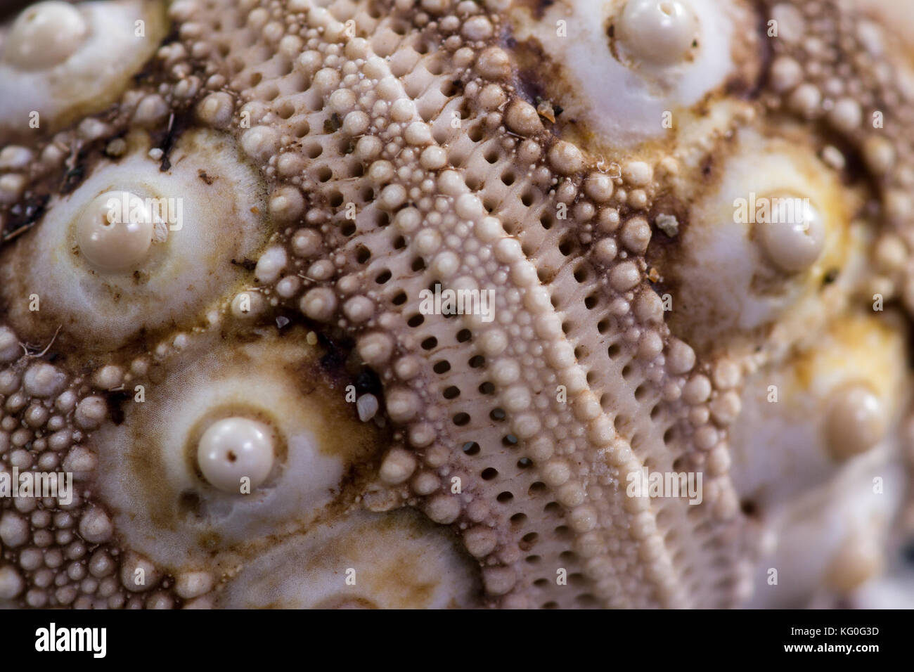 Complex life form hi-res stock photography and images - Alamy