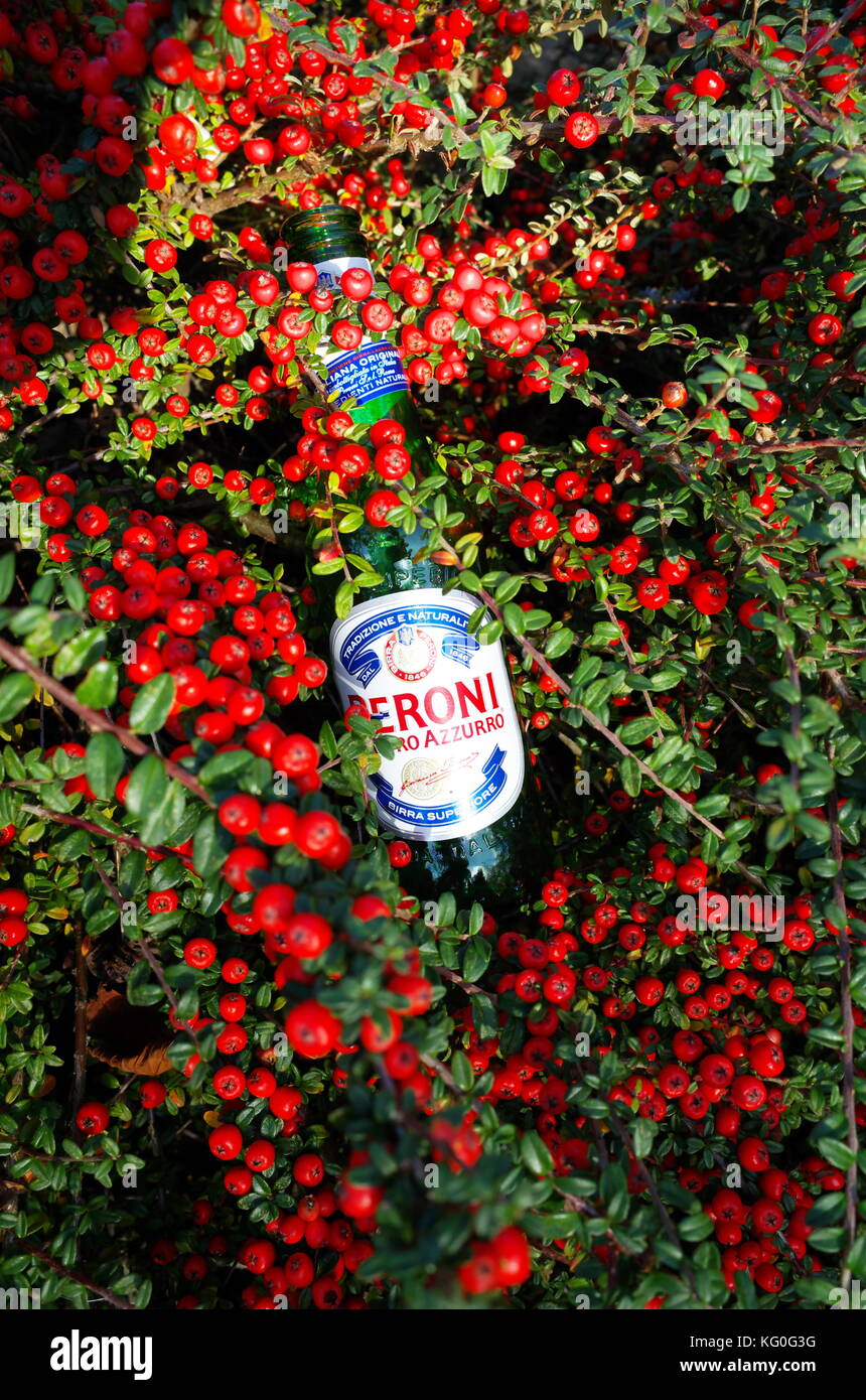 Empty Beer Bottle discarded by litter lout in a cotoneaster bush Stock ...