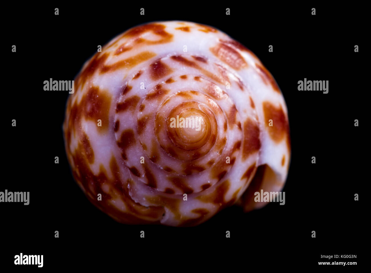 beautiful sea shell adorned by amazing natural patterns and color Stock ...