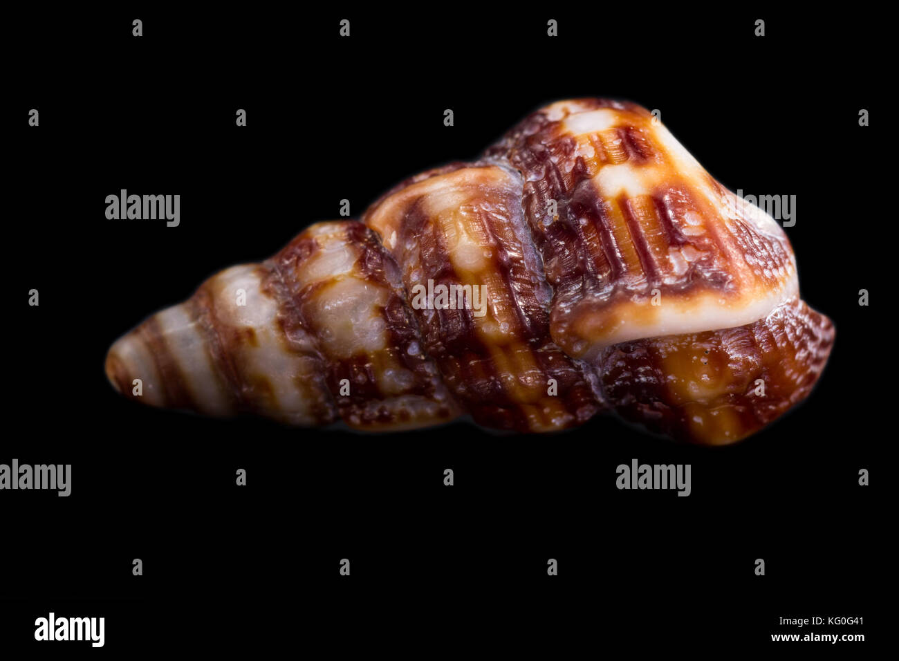 beautiful sea shell adorned by amazing natural patterns and color Stock ...