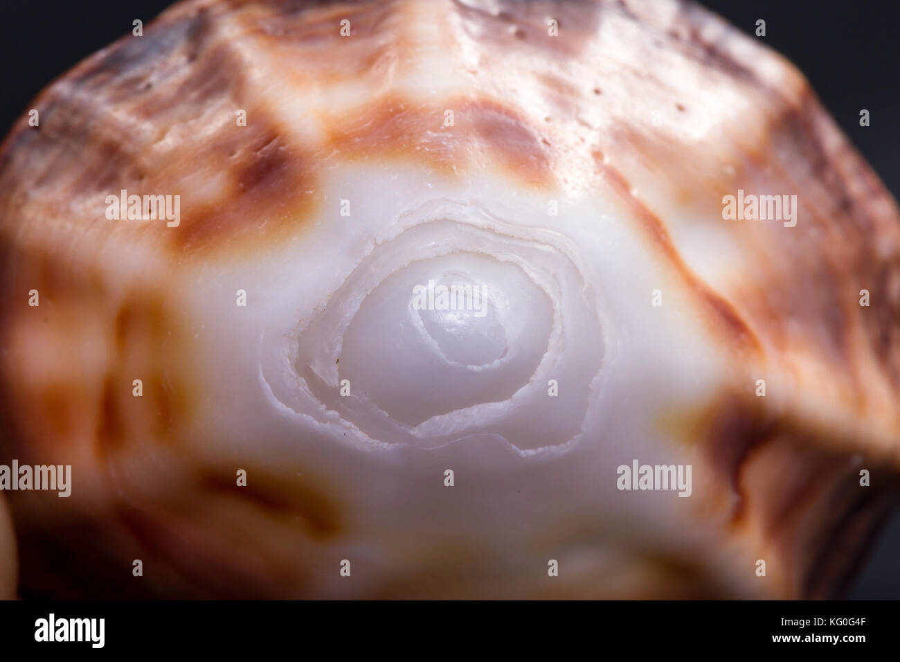 beautiful sea shell adorned by amazing natural patterns and color Stock ...