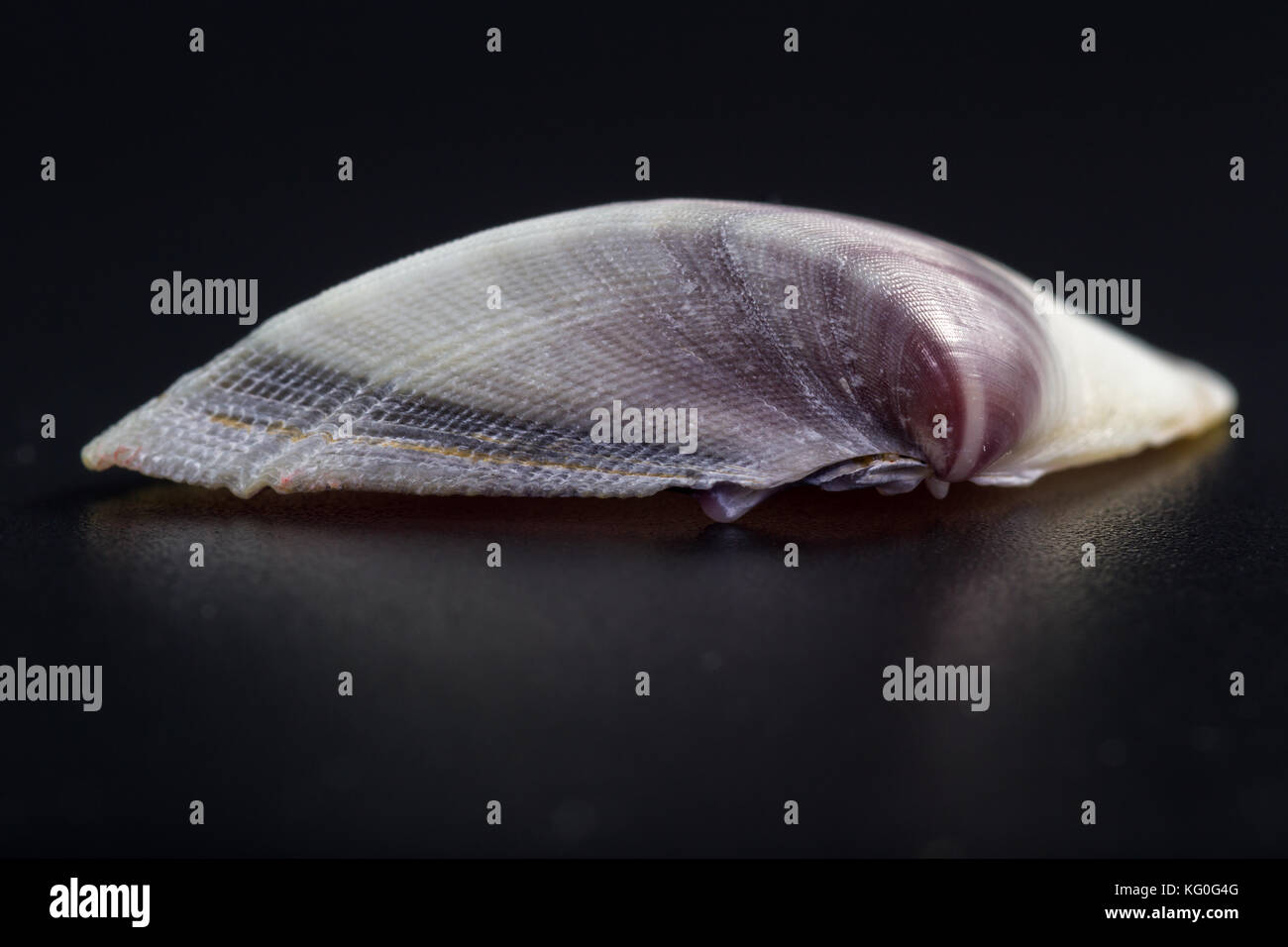 beautiful sea shell adorned by amazing natural patterns and color Stock ...