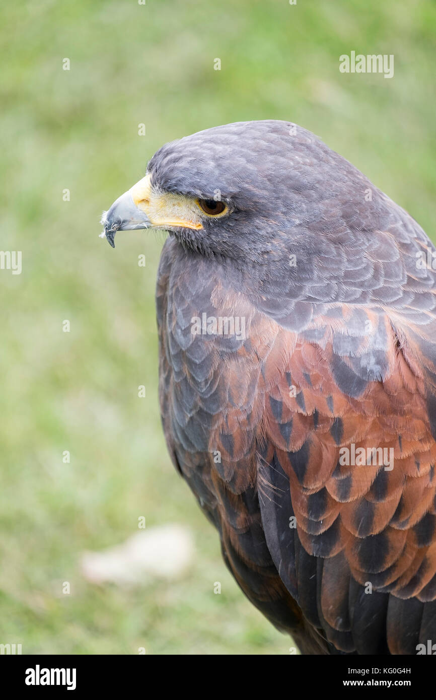Harris hawk bird prey falconry hi-res stock photography and images - Alamy