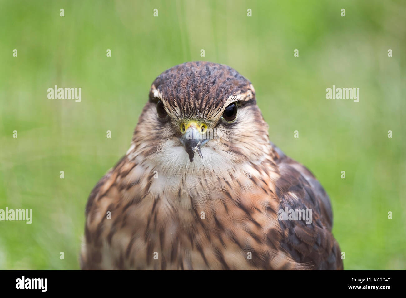 Saker falcon wild hi-res stock photography and images - Alamy
