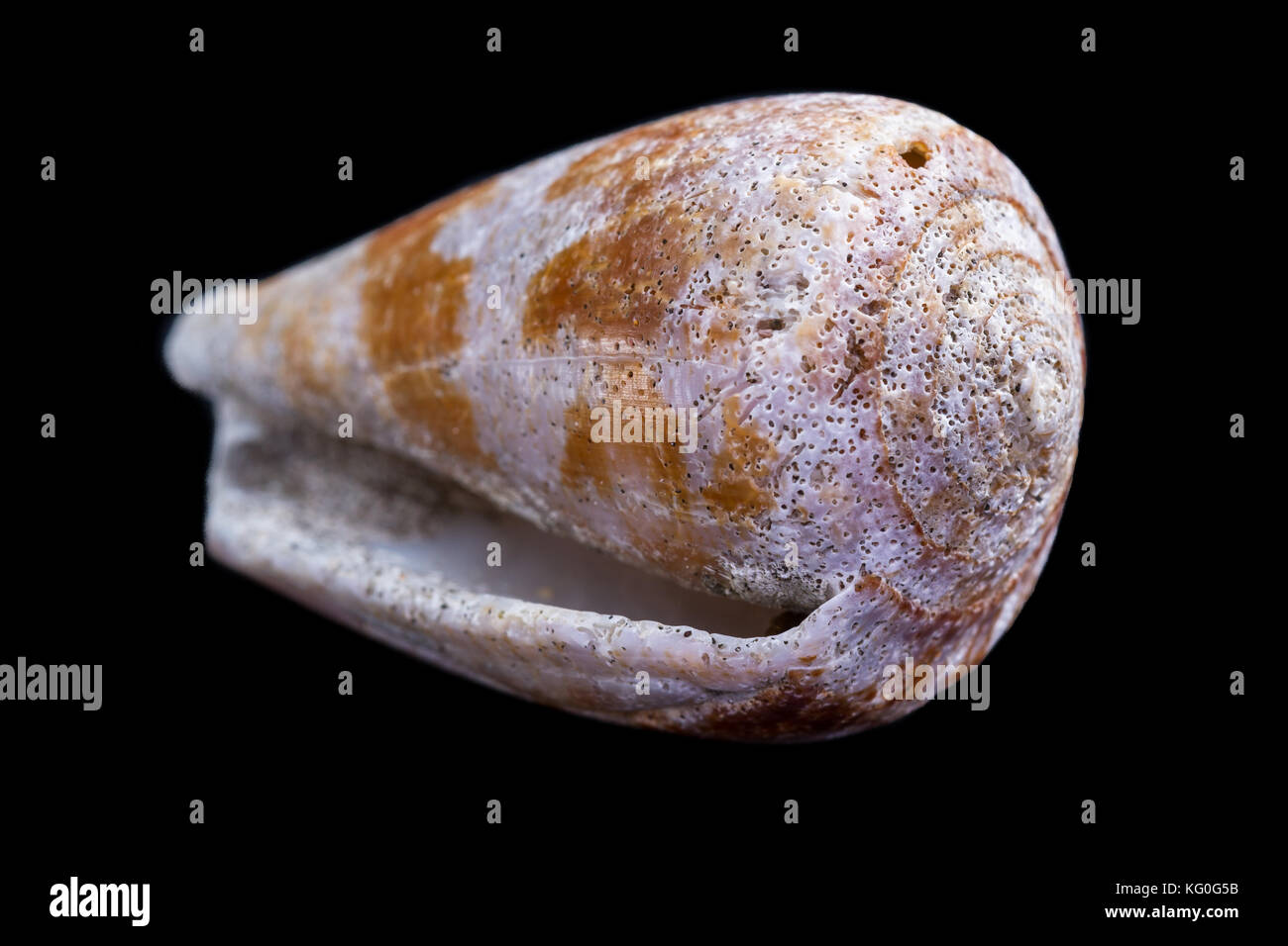 beautiful sea shell adorned by amazing natural patterns and color Stock ...