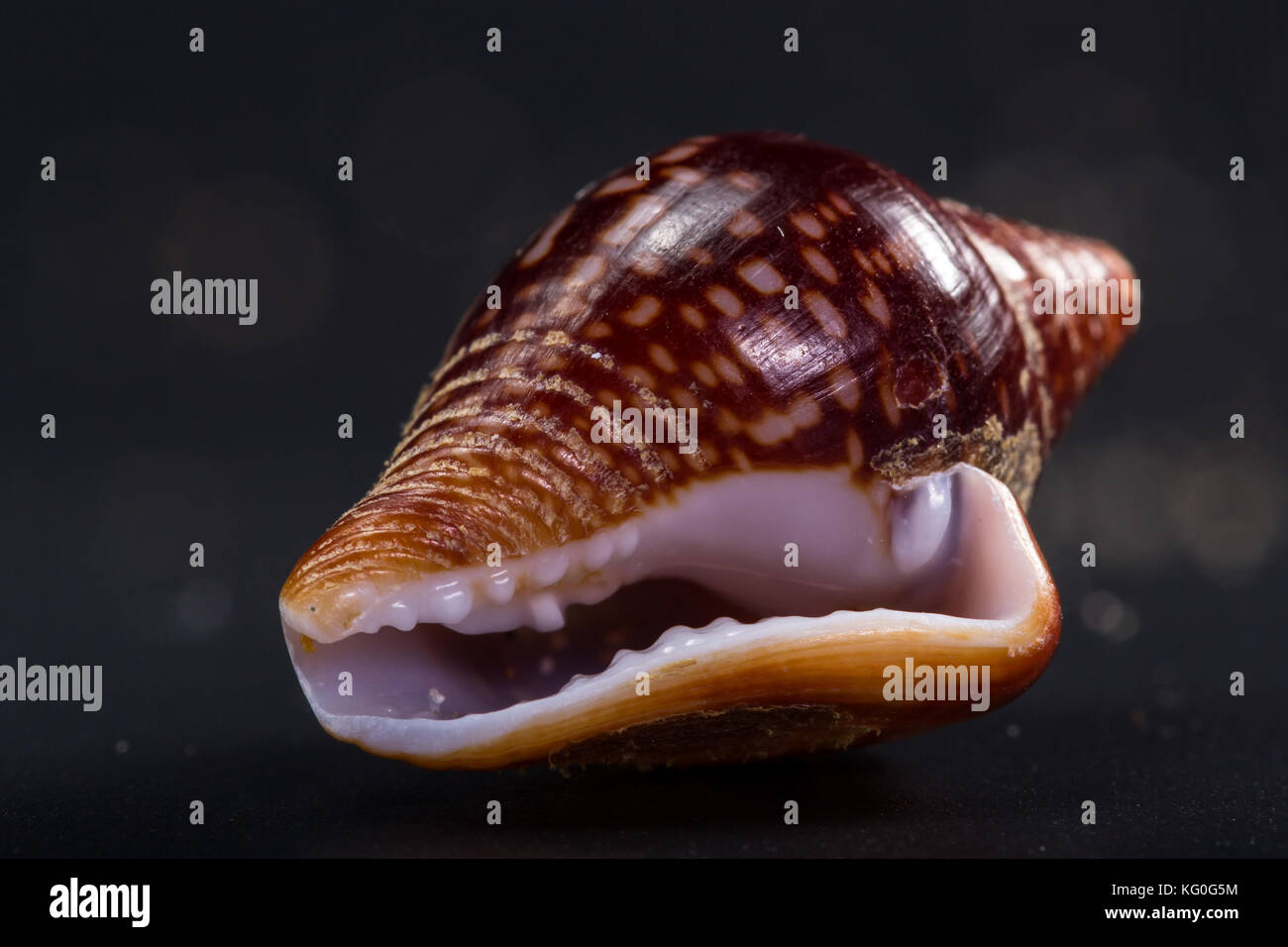 beautiful sea shell adorned by amazing natural patterns and color Stock ...