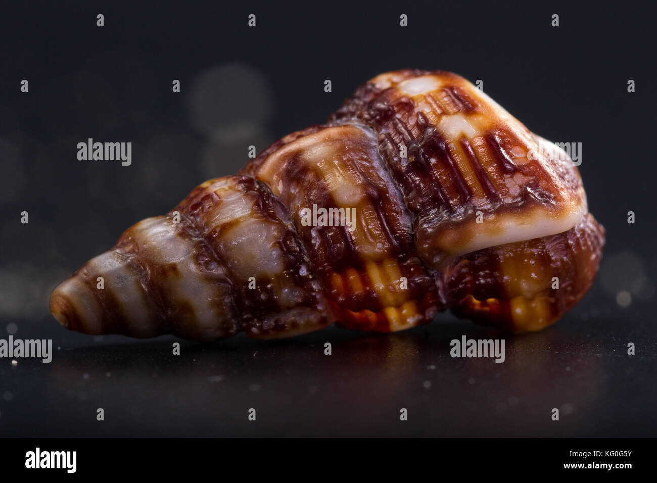 beautiful sea shell adorned by amazing natural patterns and color Stock ...