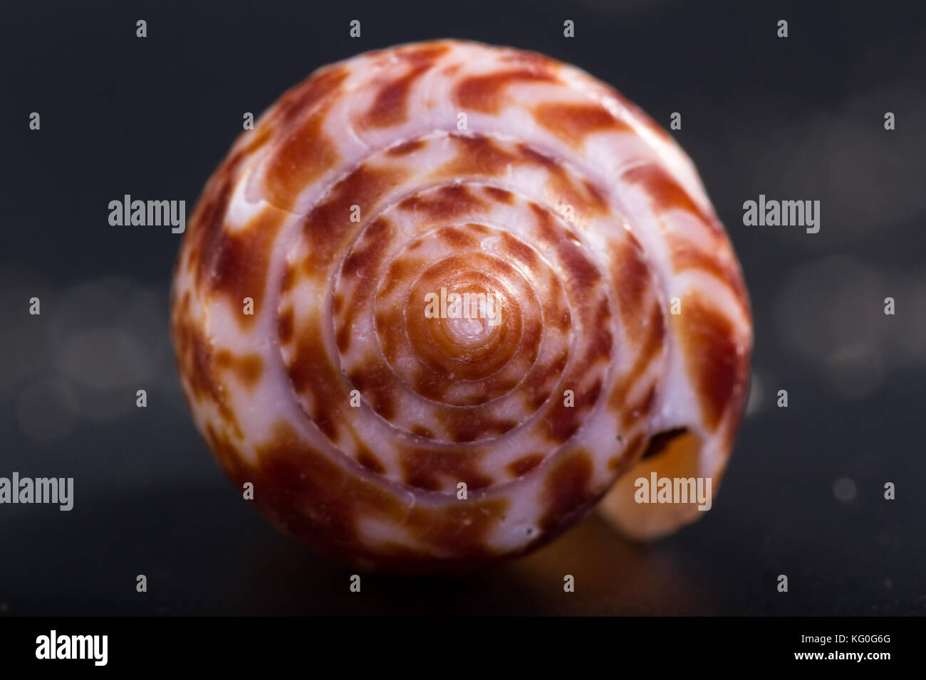 beautiful sea shell adorned by amazing natural patterns and color Stock ...