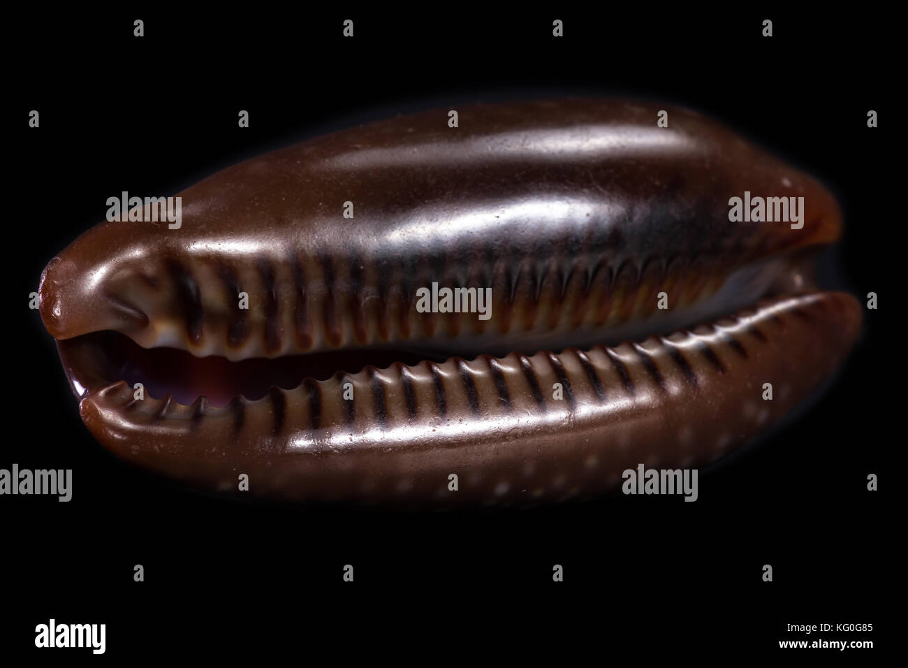 colorful beautiful sea shell with amazing layers and details on a black ...