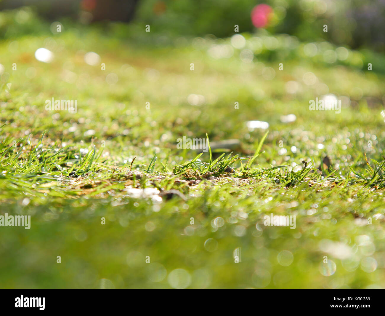Shiny and bright green grass. Closeup Stock Photo - Alamy