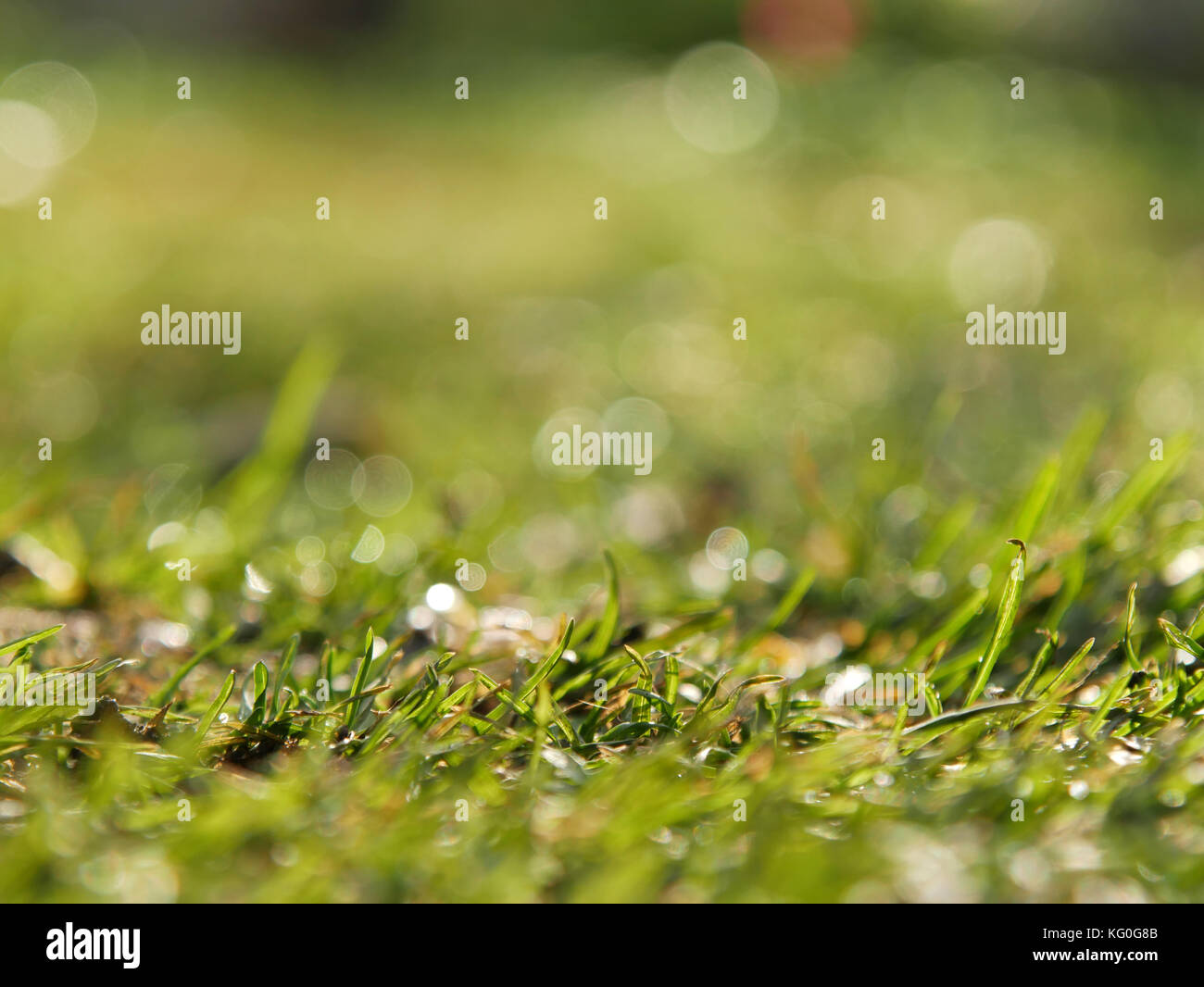 Shiny and bright green grass. Closeup Stock Photo - Alamy