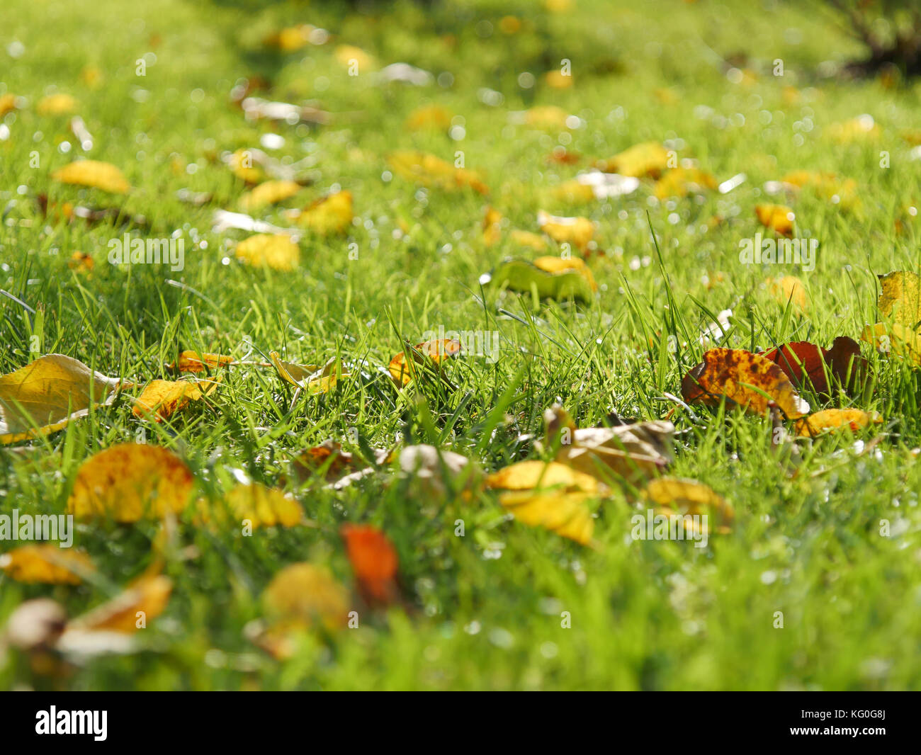 Shiny green grass with autumn leaves. Closeup Stock Photo - Alamy