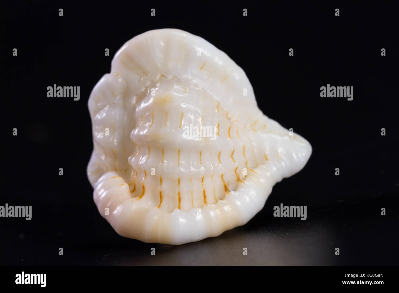 detail of a white sea shell with perfect structural design over a black ...