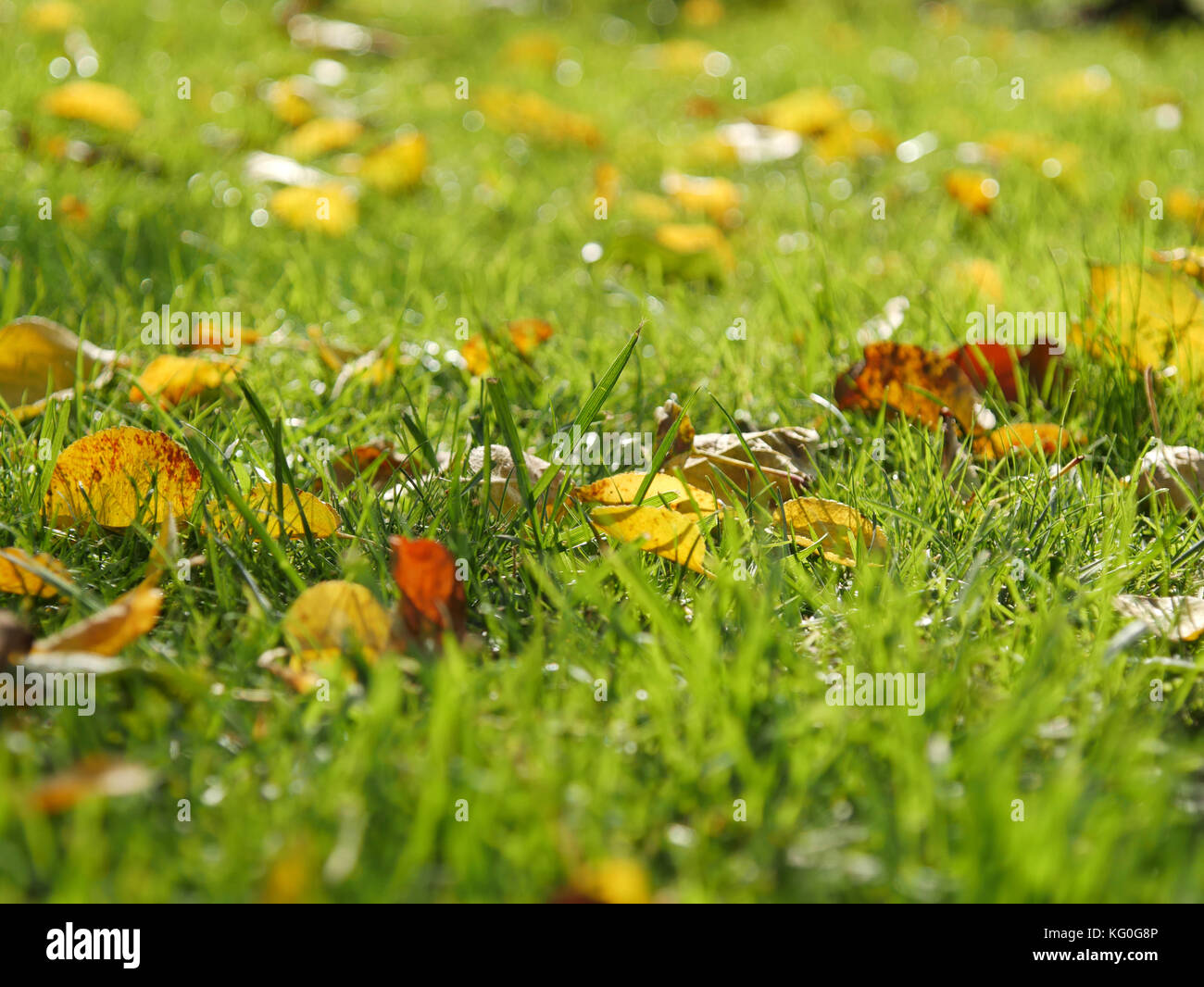 Shiny and bright green grass. Closeup Stock Photo - Alamy