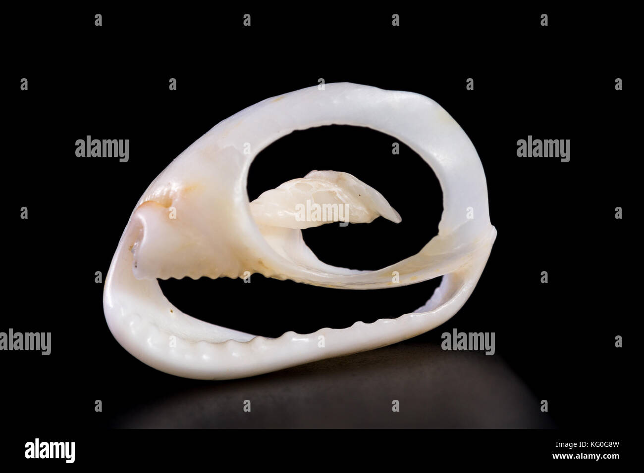 detail of a white sea shell with perfect structural design over a black ...