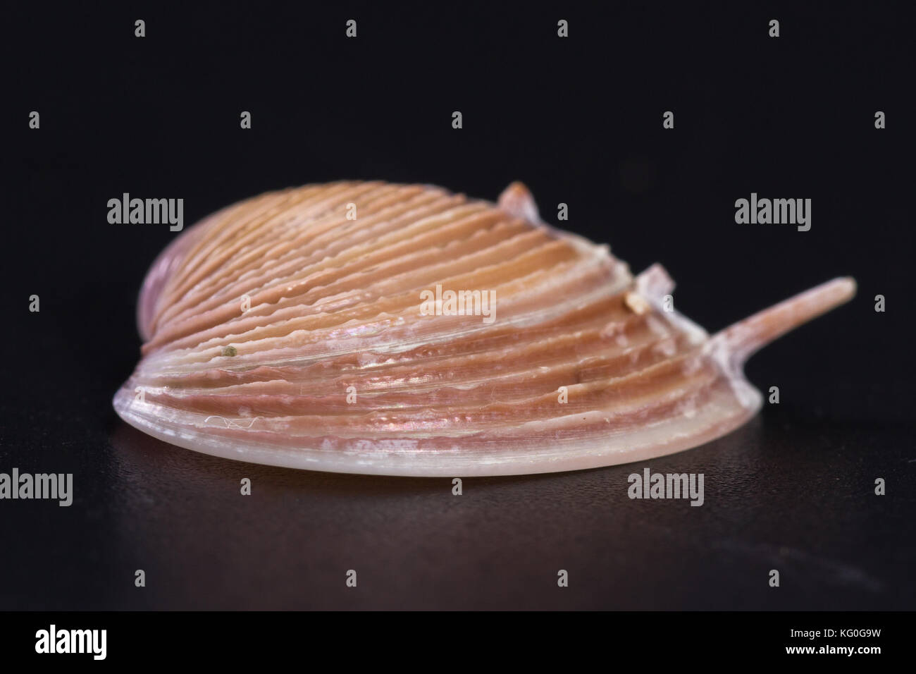 colorful beautiful sea shell with amazing layers and details on a black ...