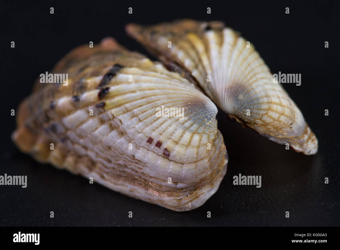 colorful beautiful sea shell with amazing layers and details on a black ...