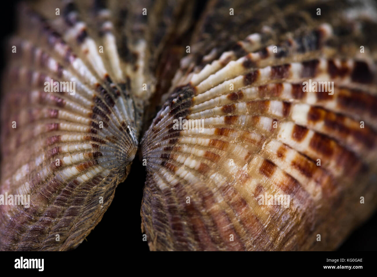 colorful beautiful sea shell with amazing layers and details on a black ...