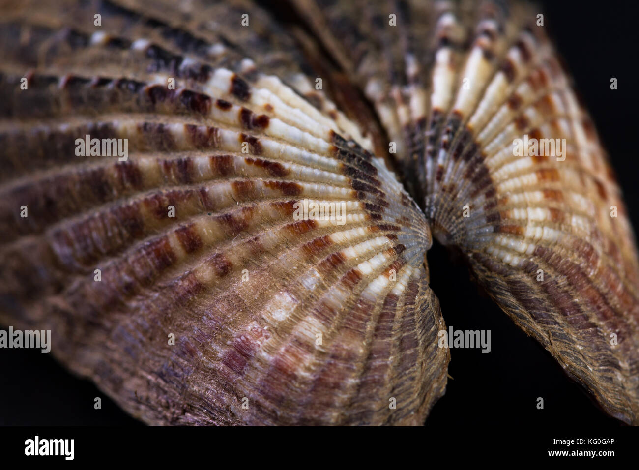 colorful beautiful sea shell with amazing layers and details on a black ...