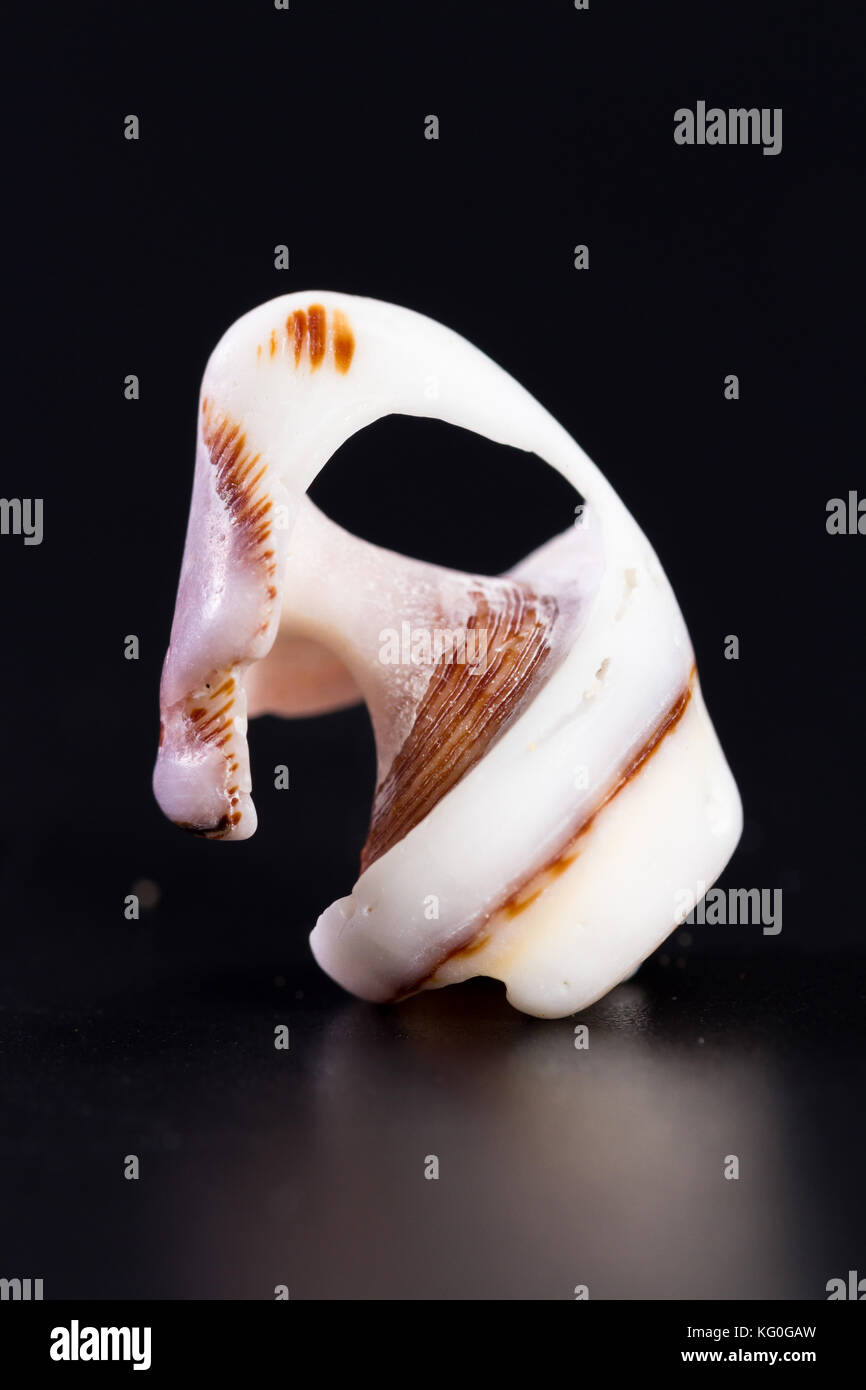 detail of a white sea shell with perfect structural design over a black ...