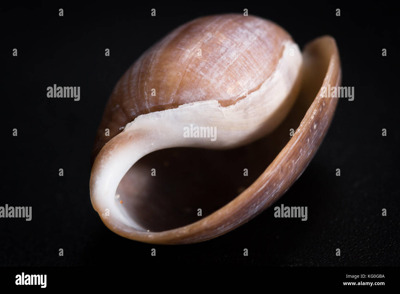 colorful beautiful sea shell with amazing layers and details on a black ...