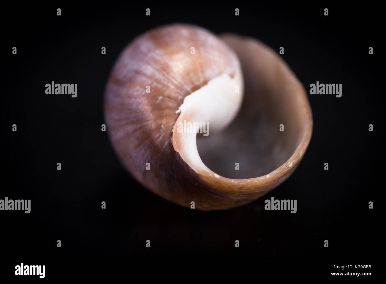 colorful beautiful sea shell with amazing layers and details on a black ...