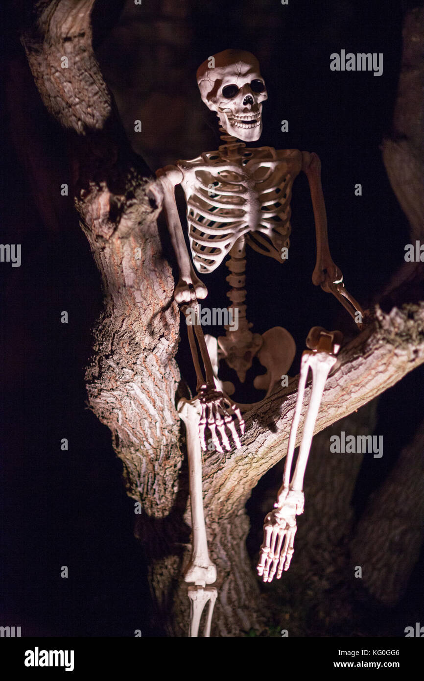 Skeleton Tree Stock Photos & Skeleton Tree Stock Images - Alamy