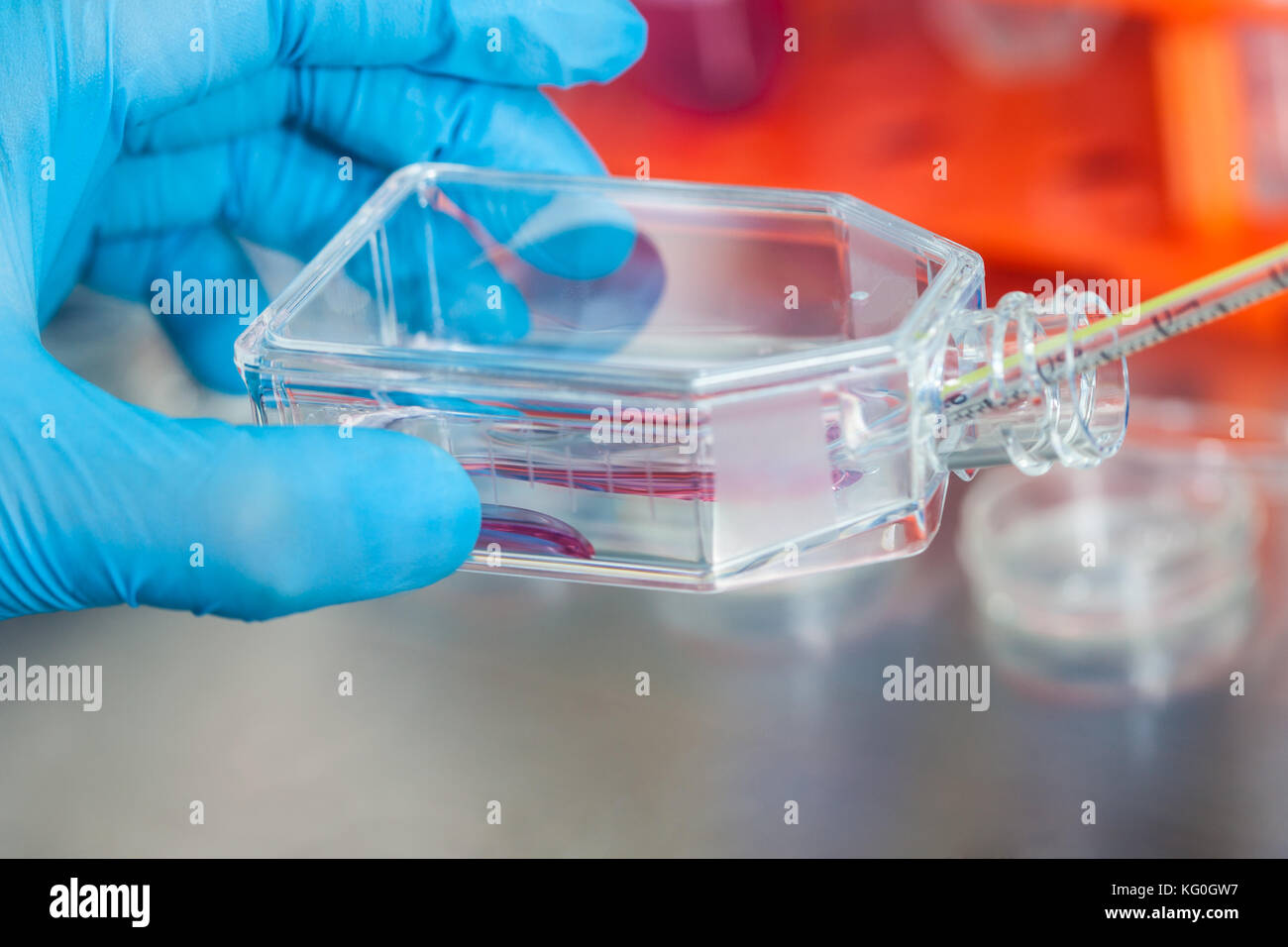 Scientist working with a cell culture flask under sterile hood at ...