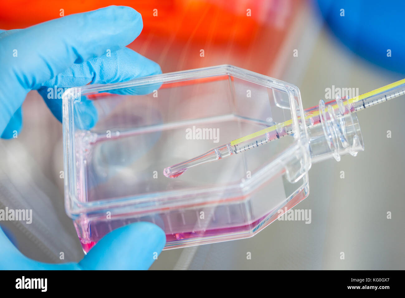 Scientist working with a cell culture flask under sterile hood at ...