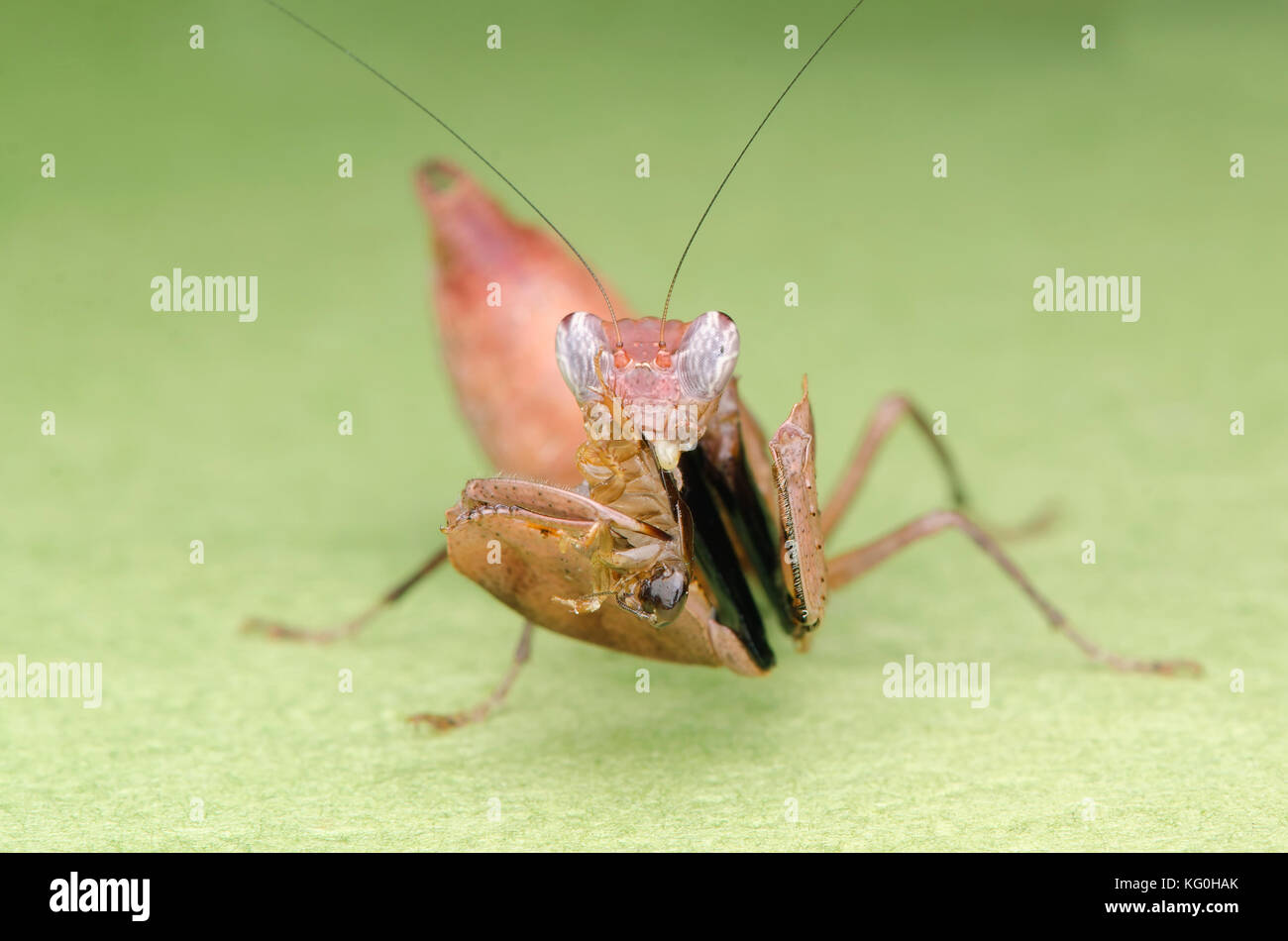 Praying Mantis Nymph Food