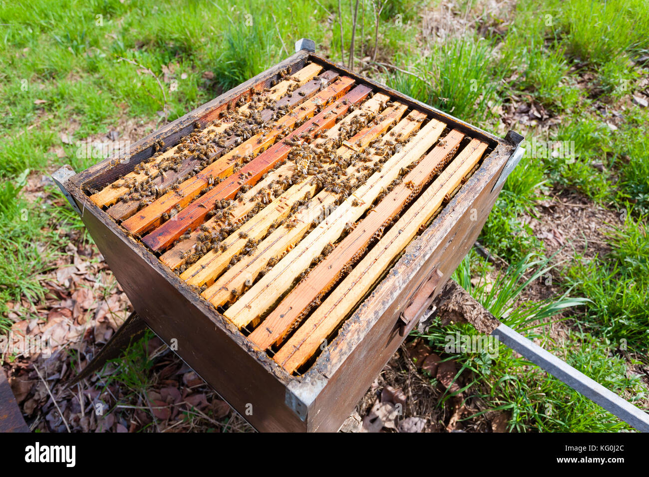 Open hive detail. Beekeeping, agriculture, rural life Stock Photo - Alamy