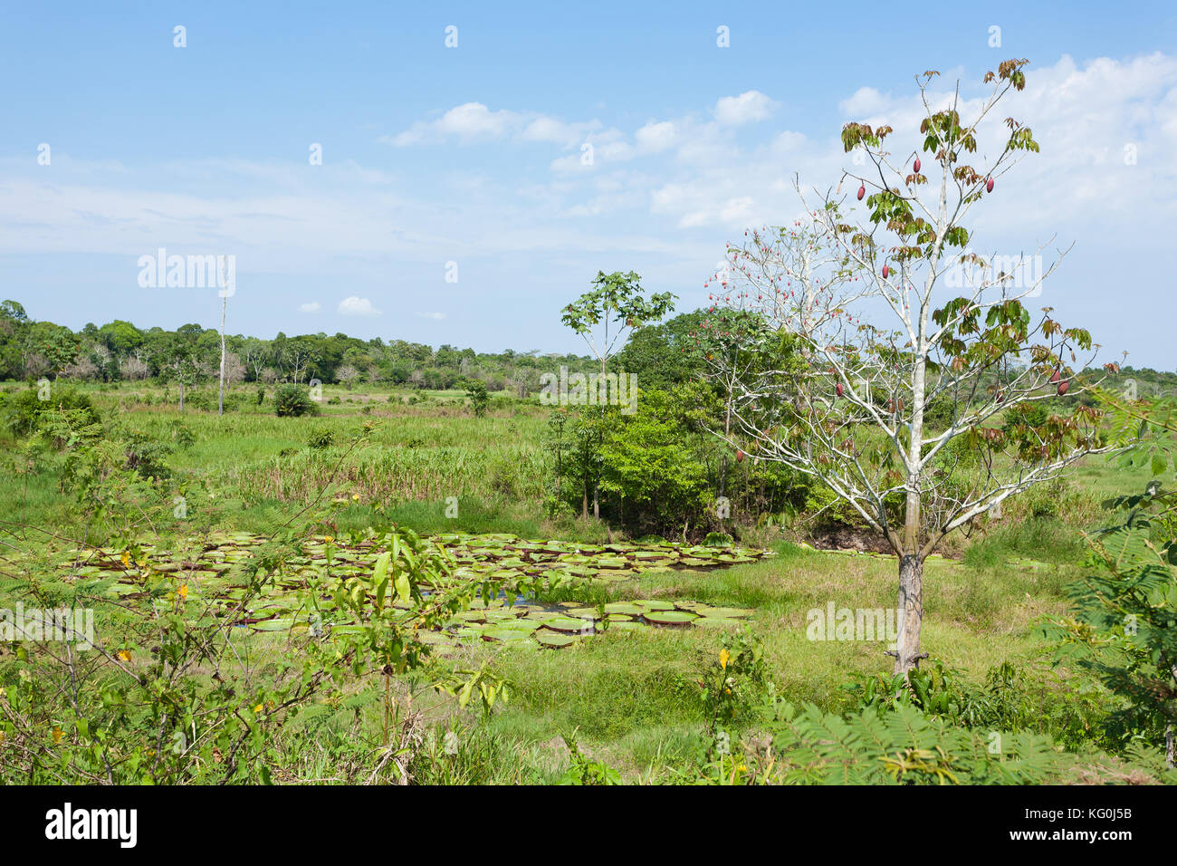 Panorama from Amazon rainforest, Brazilian wetland region. Navigable ...