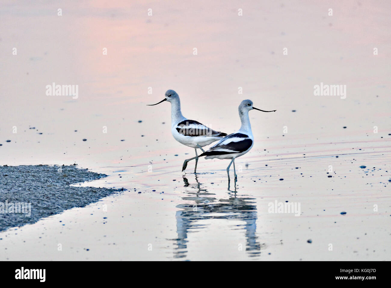 A Pair of Avocets looking other way Stock Photo - Alamy