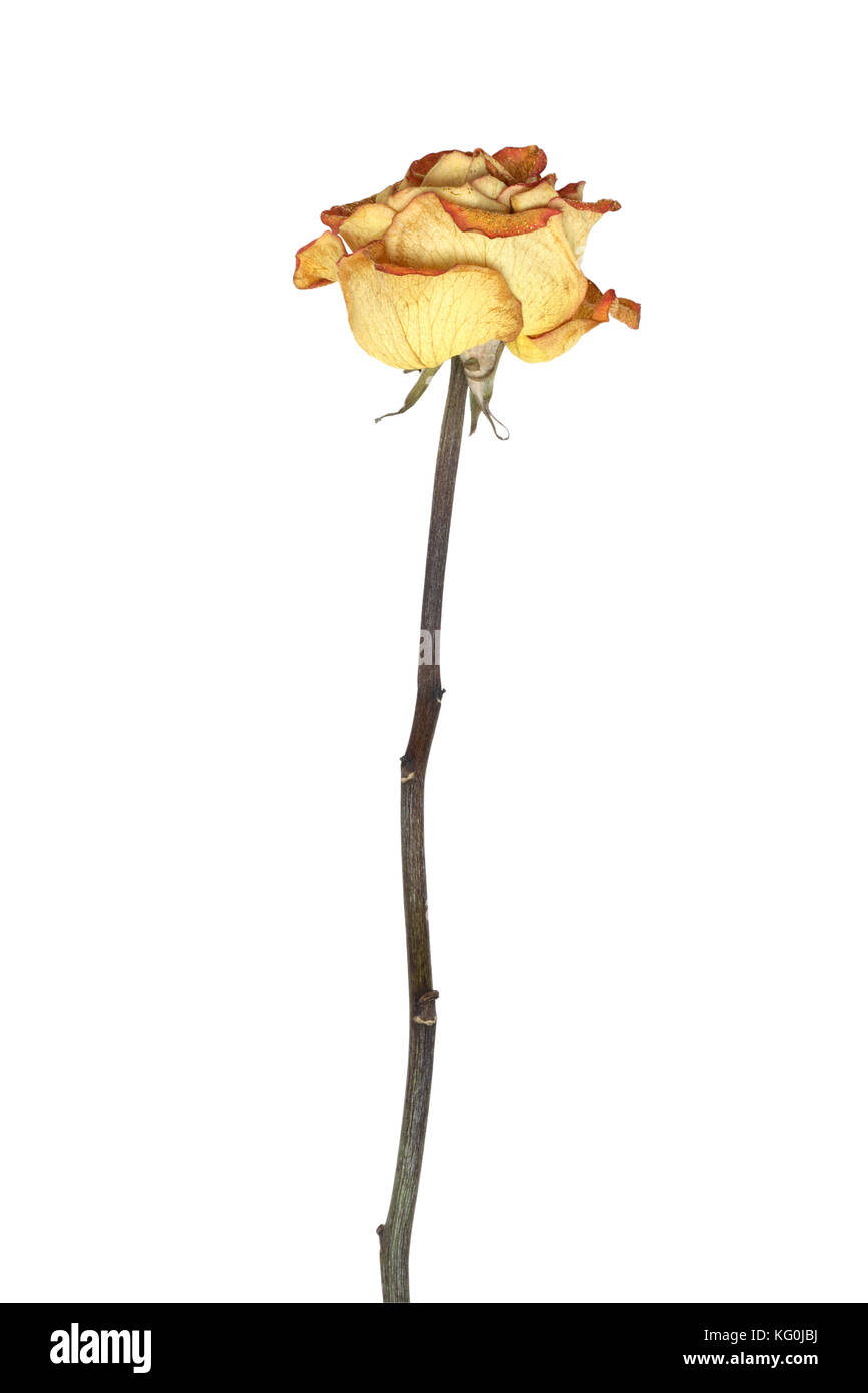 Nice yellow dry rose with high steam. Isolated on white with clipping ...