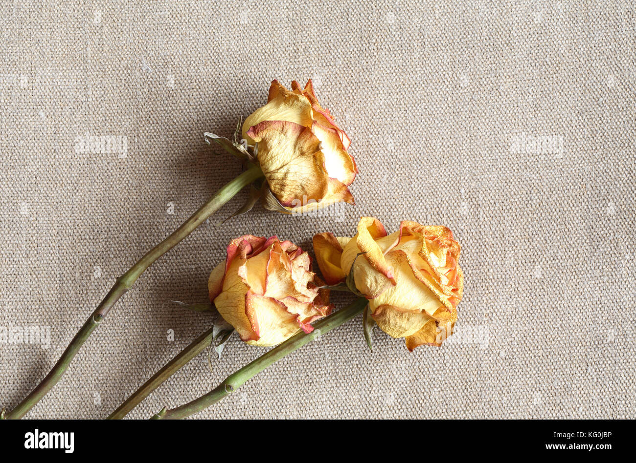 Three dry yellow roses lying on gray canvas background Stock Photo - Alamy