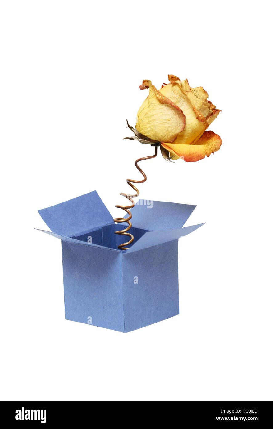 Rose head jump out from box with metal spring. Isolated on white with ...