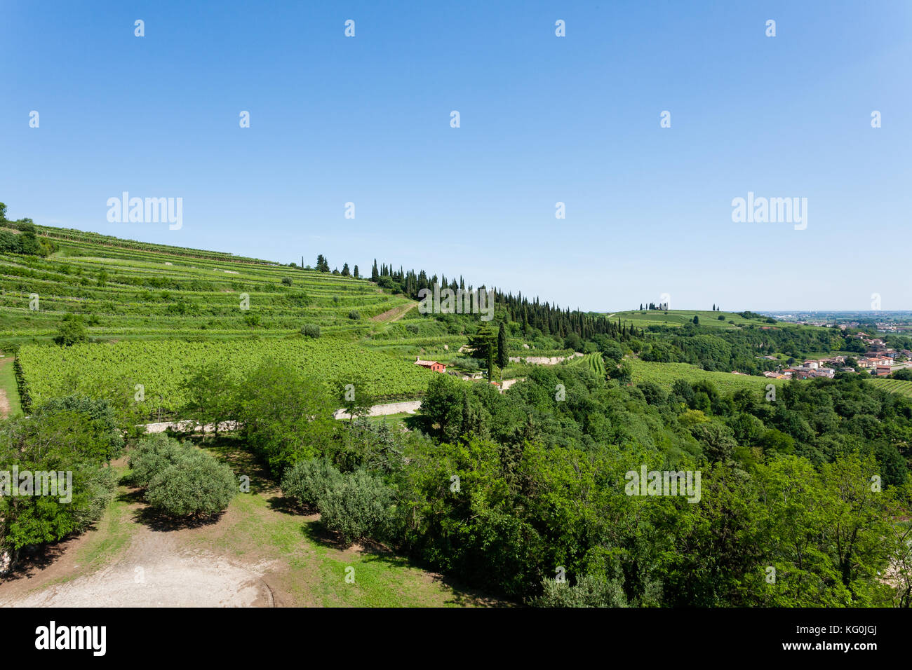 Vineyards from Soave, famous wine area. Italian countryside Stock Photo ...