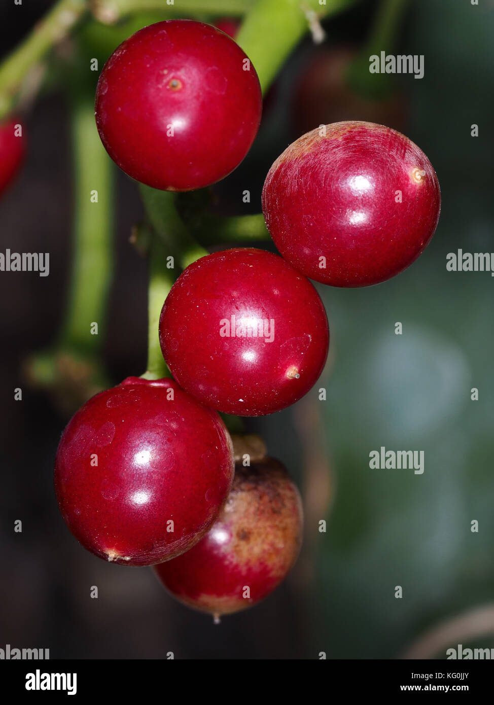 Veld grape (Cissus quadrangularis) ripe berries close-up Stock Photo ...