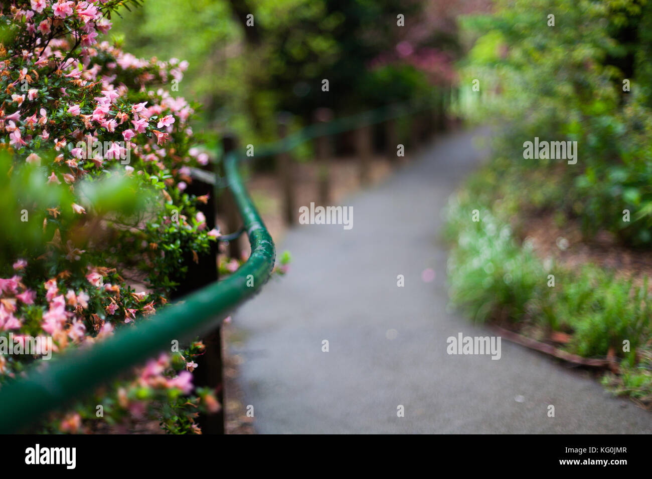 Footpaths up in the Dandenong Ranges Stock Photo - Alamy