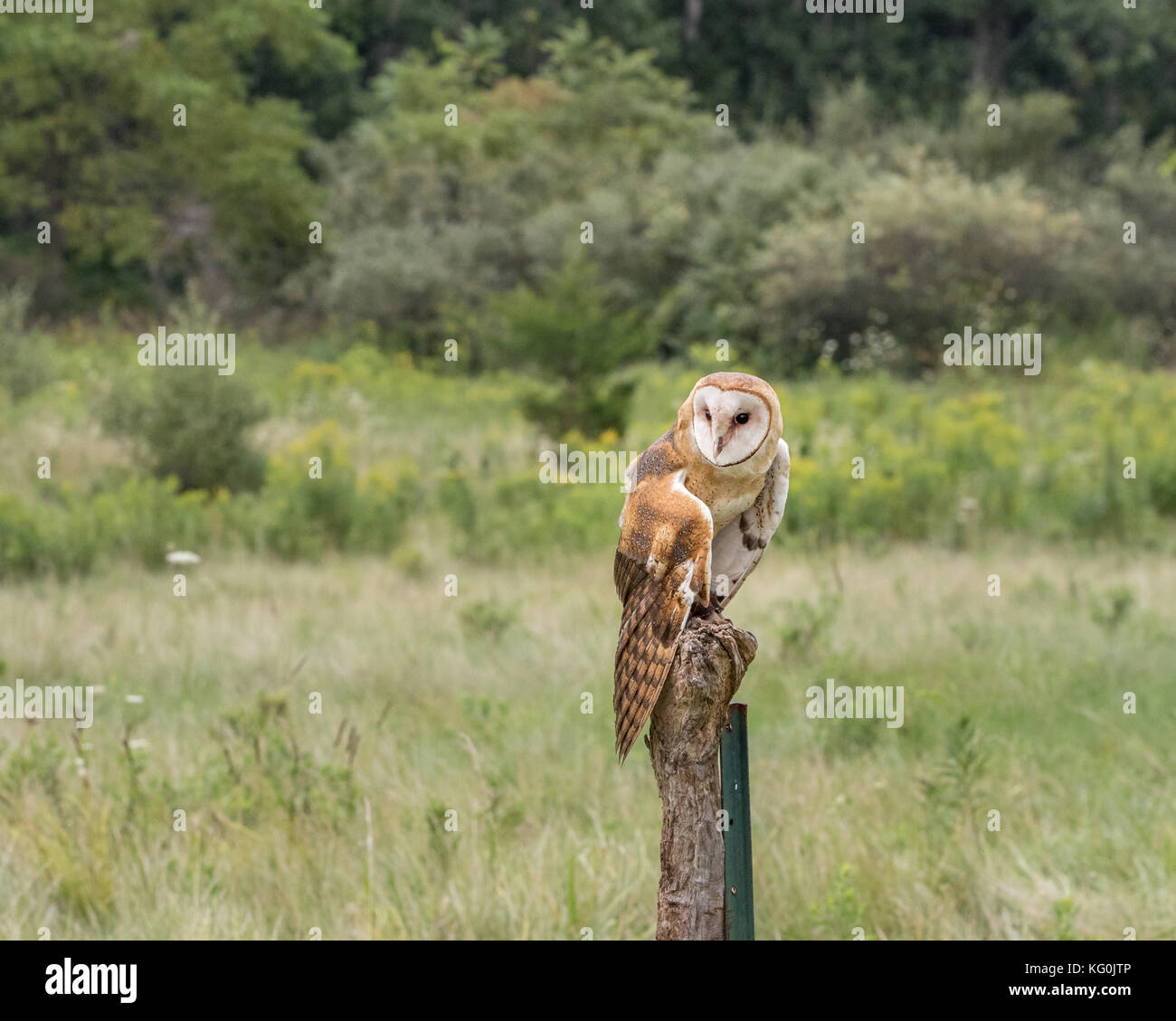 looking strong and keeping an eye on things Stock Photo - Alamy looking strong and keeping an eye on things Stock Photo - Alamy