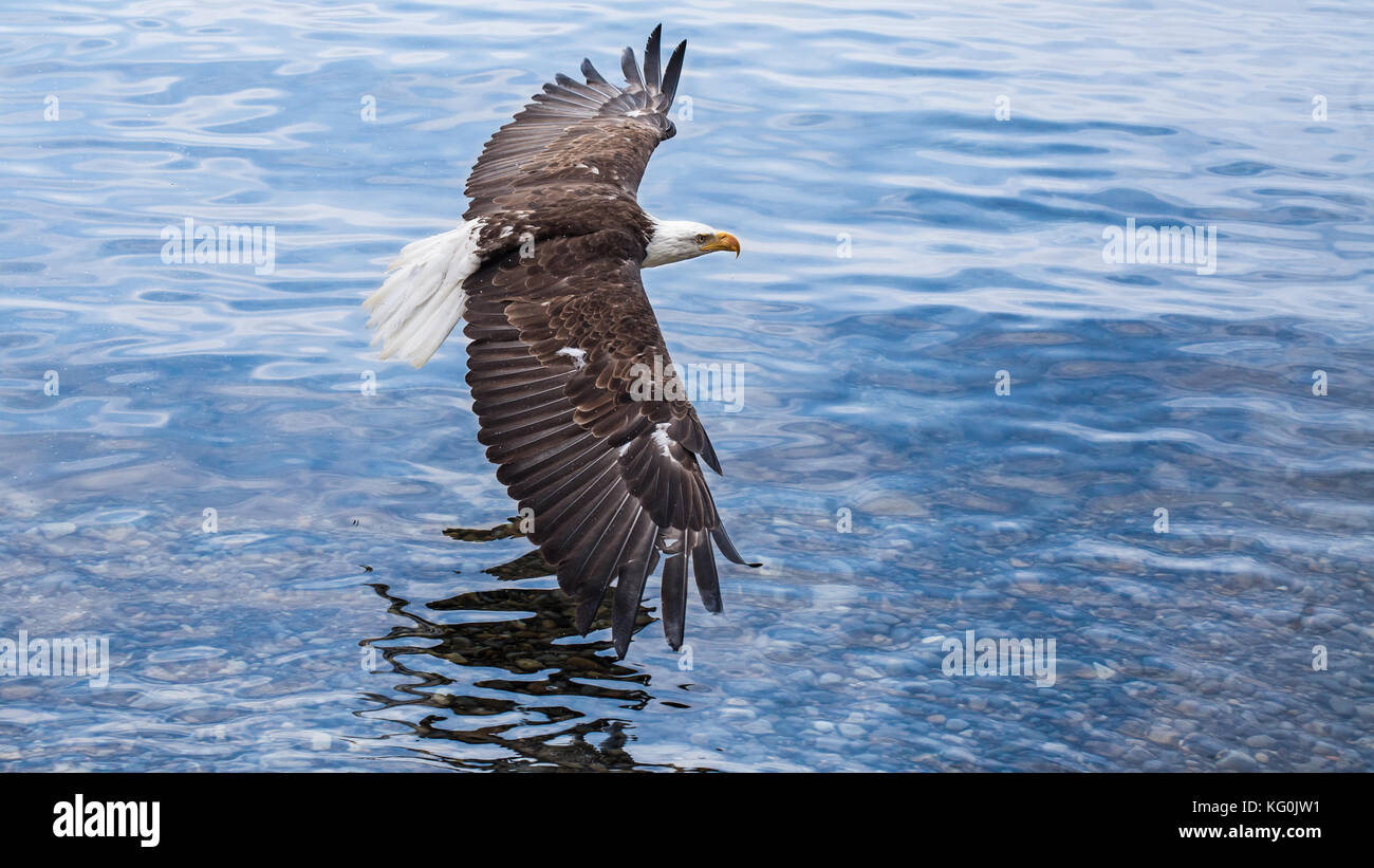 the bald eagle going for fly across the lake Stock Photo - Alamy