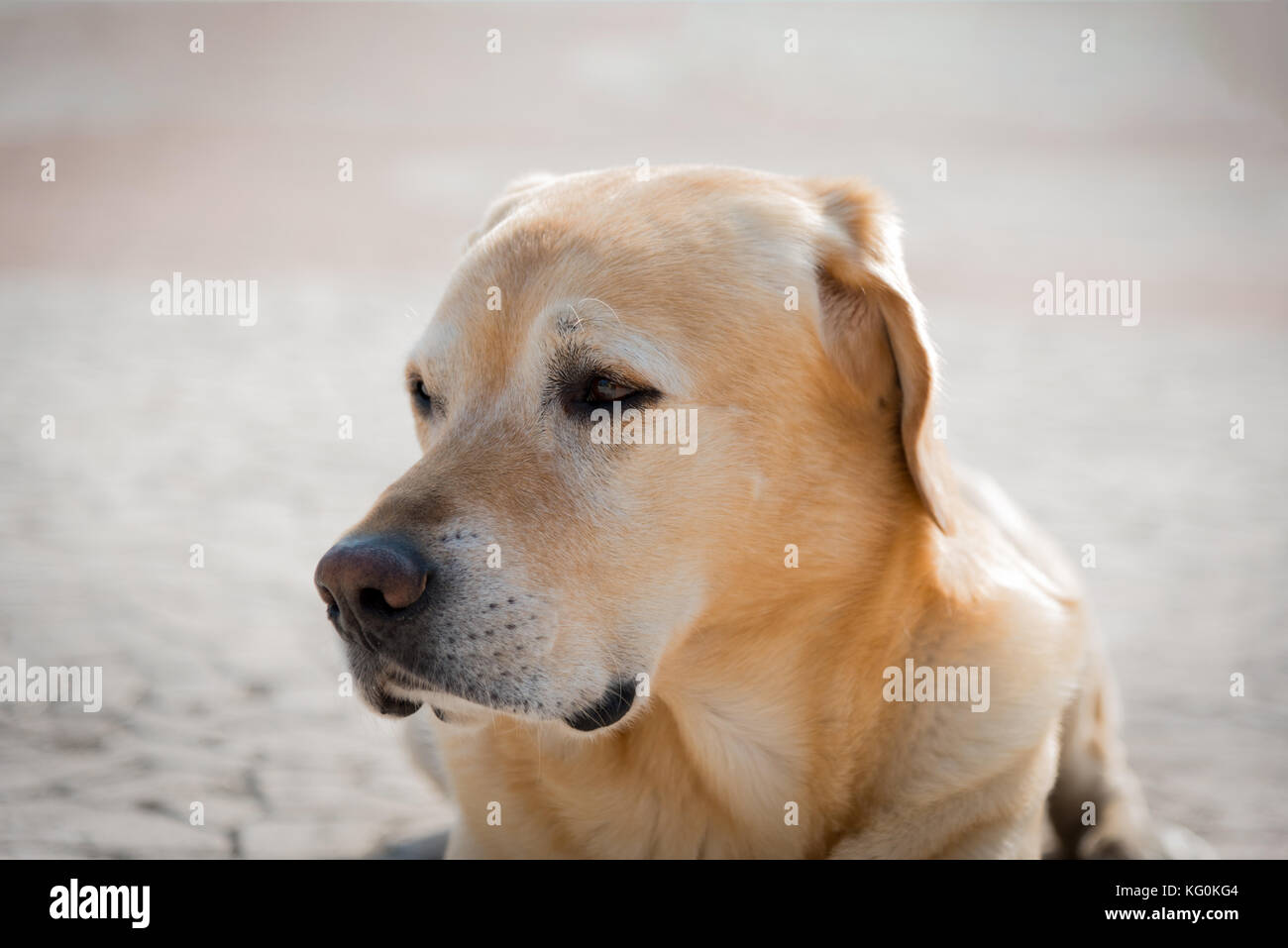 Close up of a labrador retriver Stock Photo - Alamy