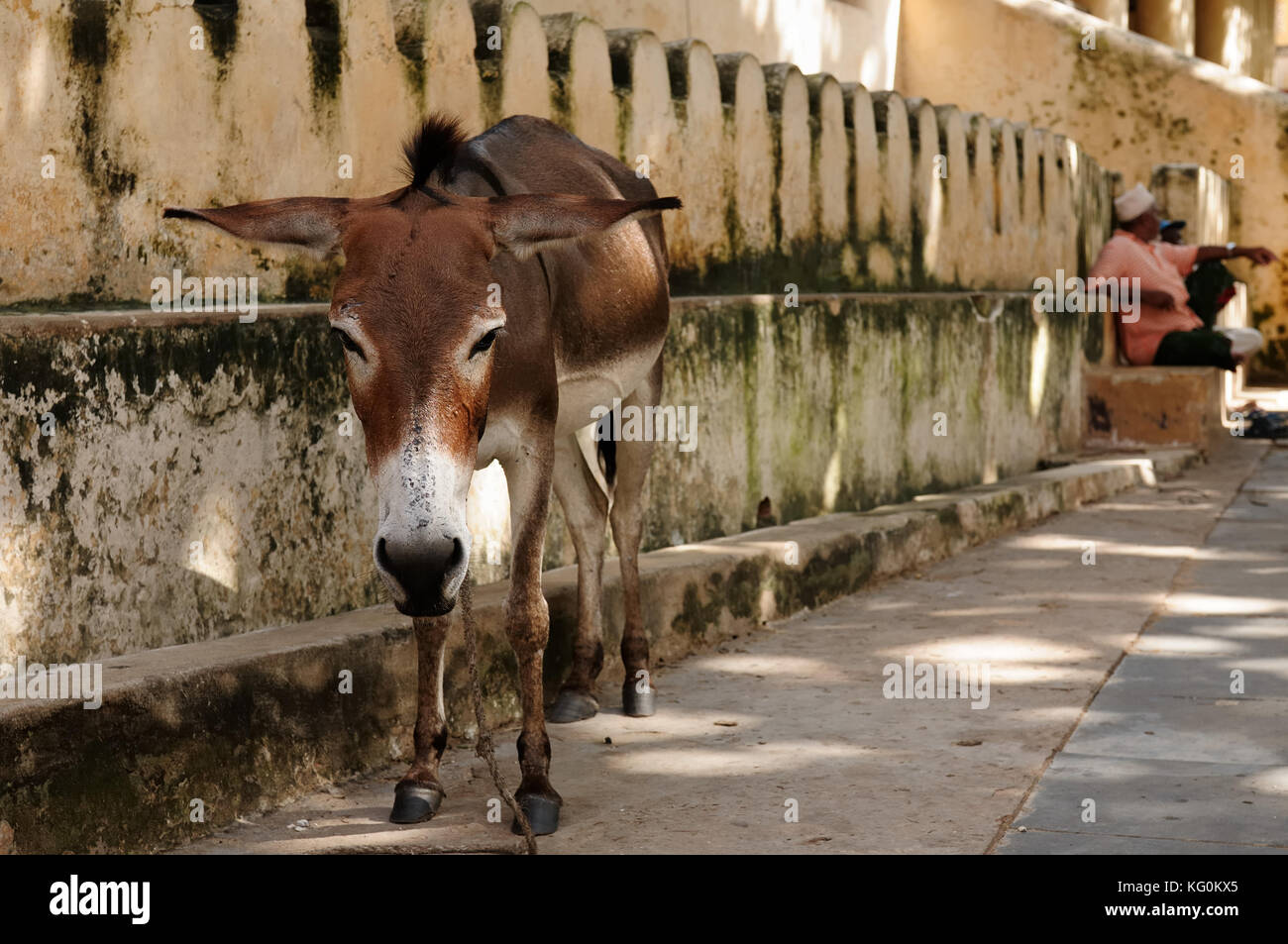 Indian donkey hi-res stock photography and images - Alamy