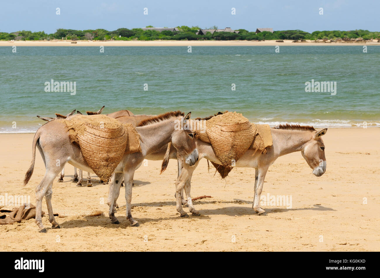 Donkey being used for a transportation of sand on the Lamu archipelago ...