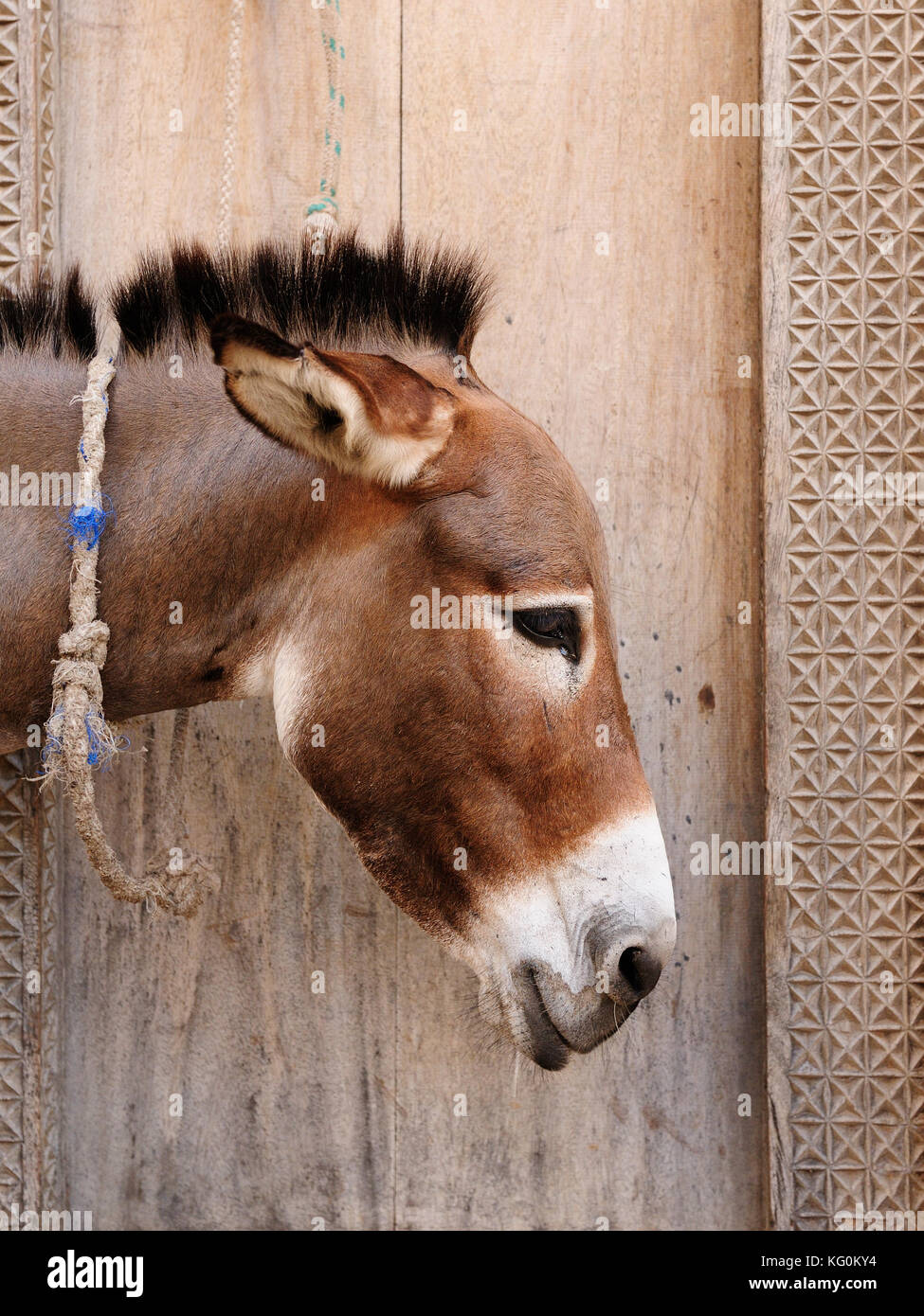 Indian donkey hi-res stock photography and images - Alamy