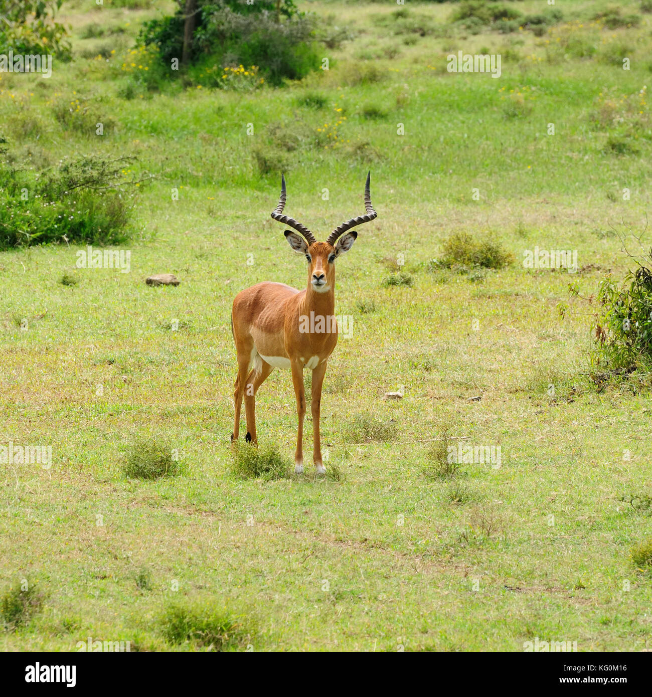 Wildlife impala in safari in Africa, Kenya, Naivasha National Park ...